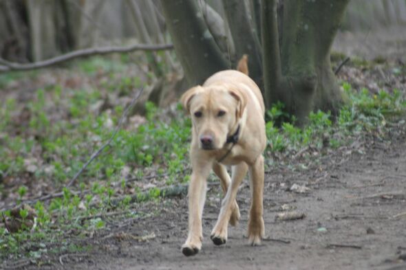 Everything you need to know as dog law changed to include paths and roads