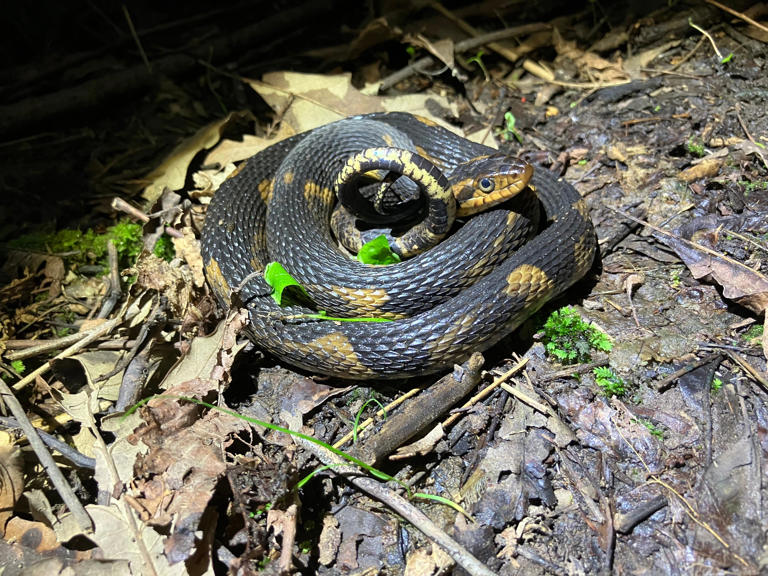 These Tennessee lakes and rivers were ranked as most snake-filled. Here ...