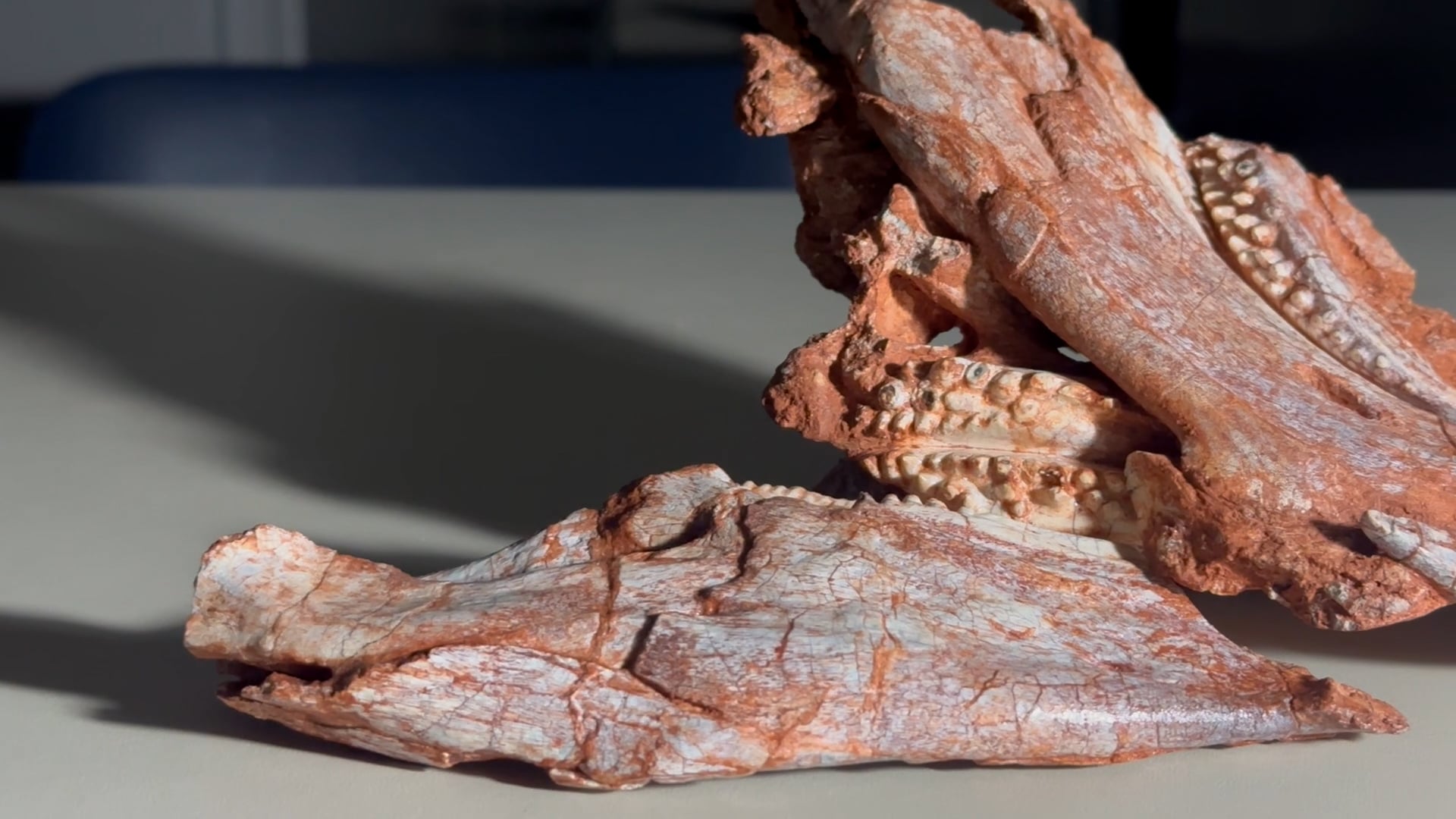 Parrot-beaked beast that lived with dinosaurs in Brazil may have ...