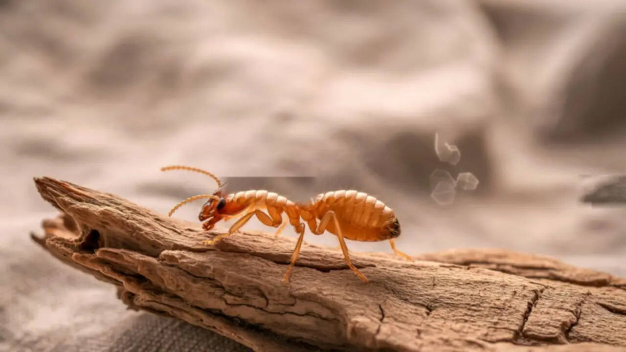 GK fact of the day: Not just birds; 5 other animals that make nests