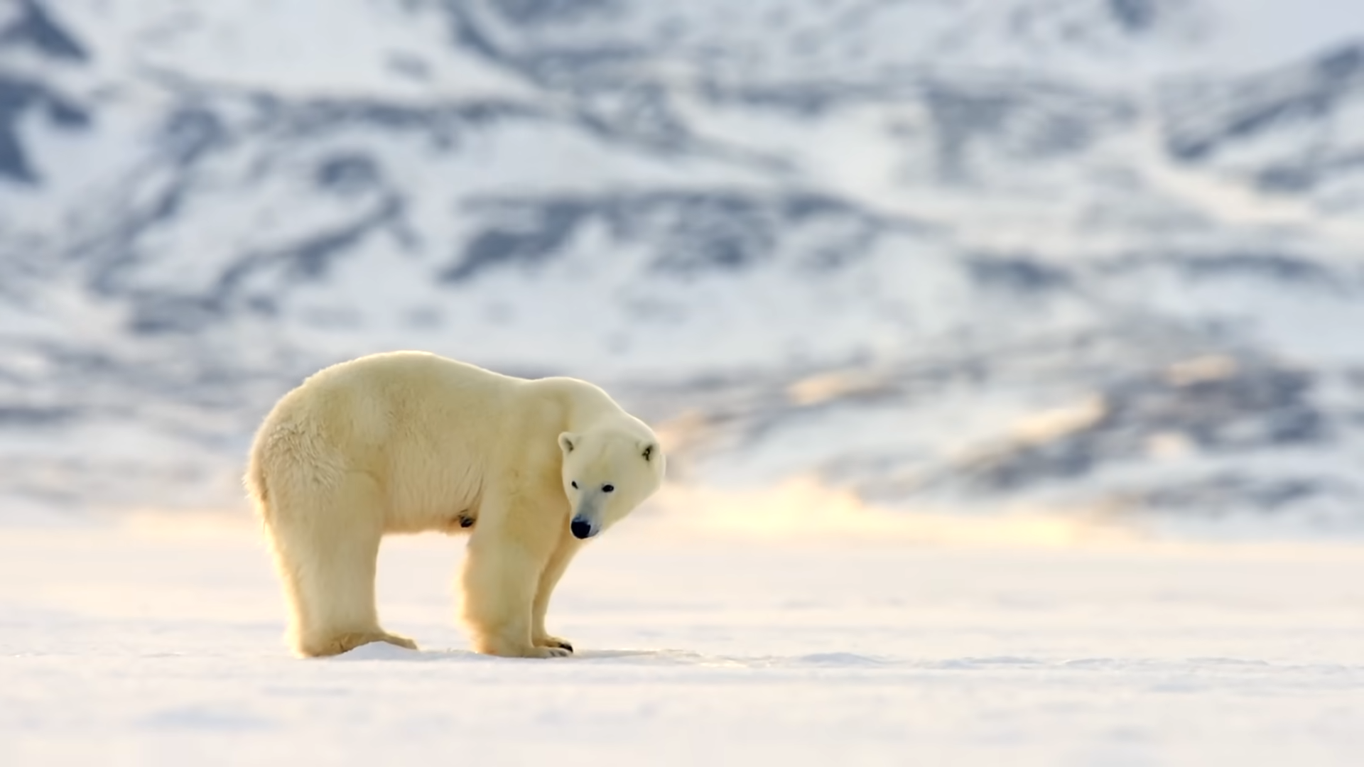AMOC warning signs are flashing - and Europe could be entering ...