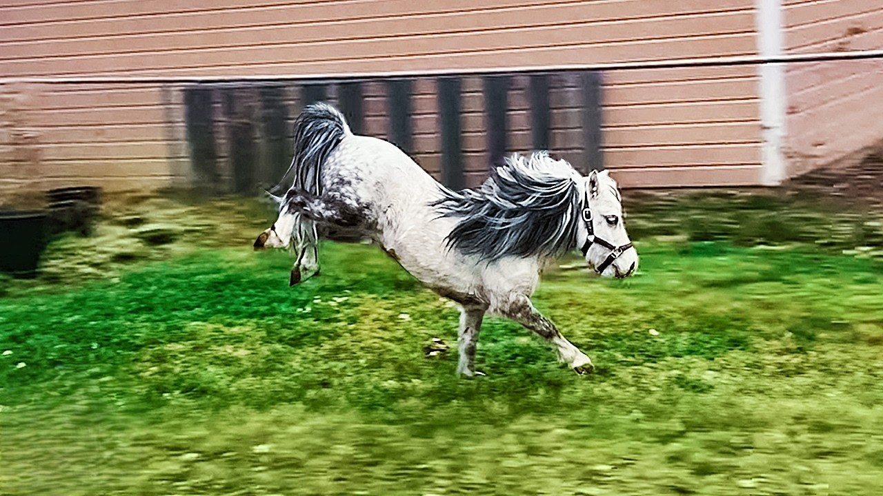 Mini horse acts like a diva at home - until she becomes a hero in public