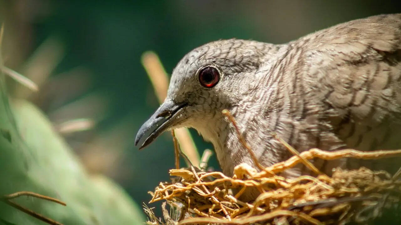 GK fact of the day: Not just birds; 5 other animals that make nests