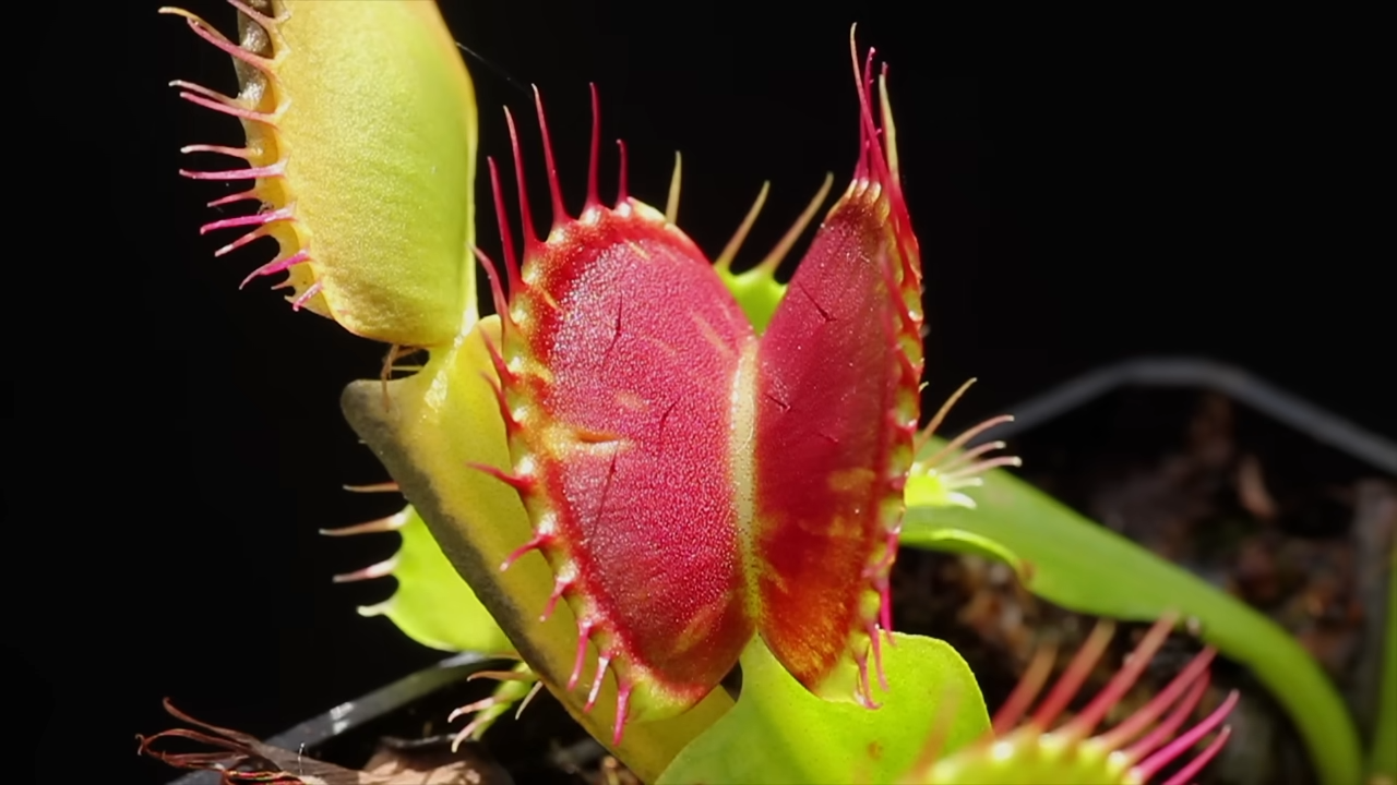 Watch a plant hunt and kill insects – it waits, then strikes