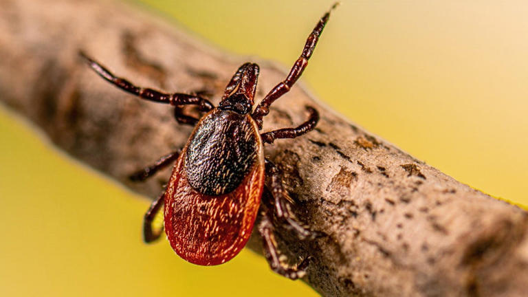 Lyme disease cases quadruple in Michigan as tick populations explode