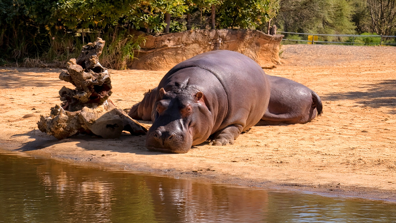 Deze neushoorn leek heel rustig totdat hij in het water verdween