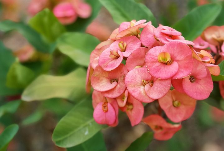 10 resilient succulents that practically take care of themselves