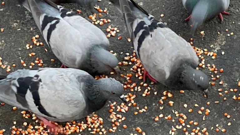 AI-powered pigeon sprayer goes viral after Reddit user builds balcony ...