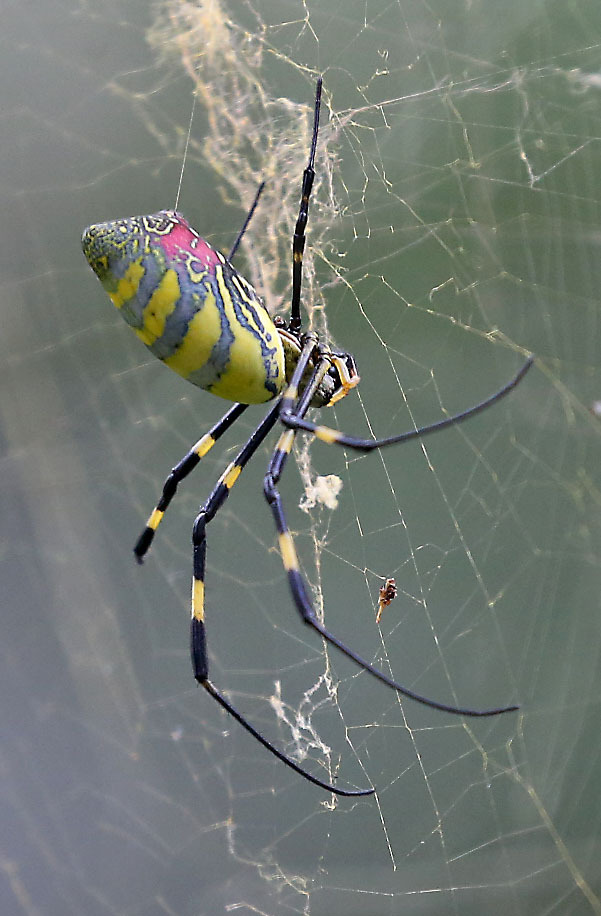Will Joro spiders pop up in Massachusetts? The arachnids can live near ...