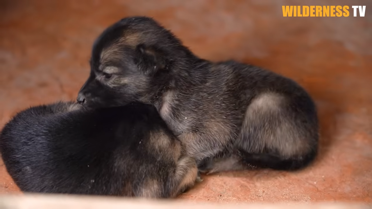 Watch what happens when rescued puppies finally feel love – pure joy