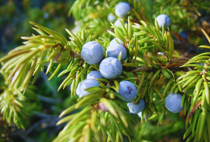 10 plants that Native American tribes have cherished for generations