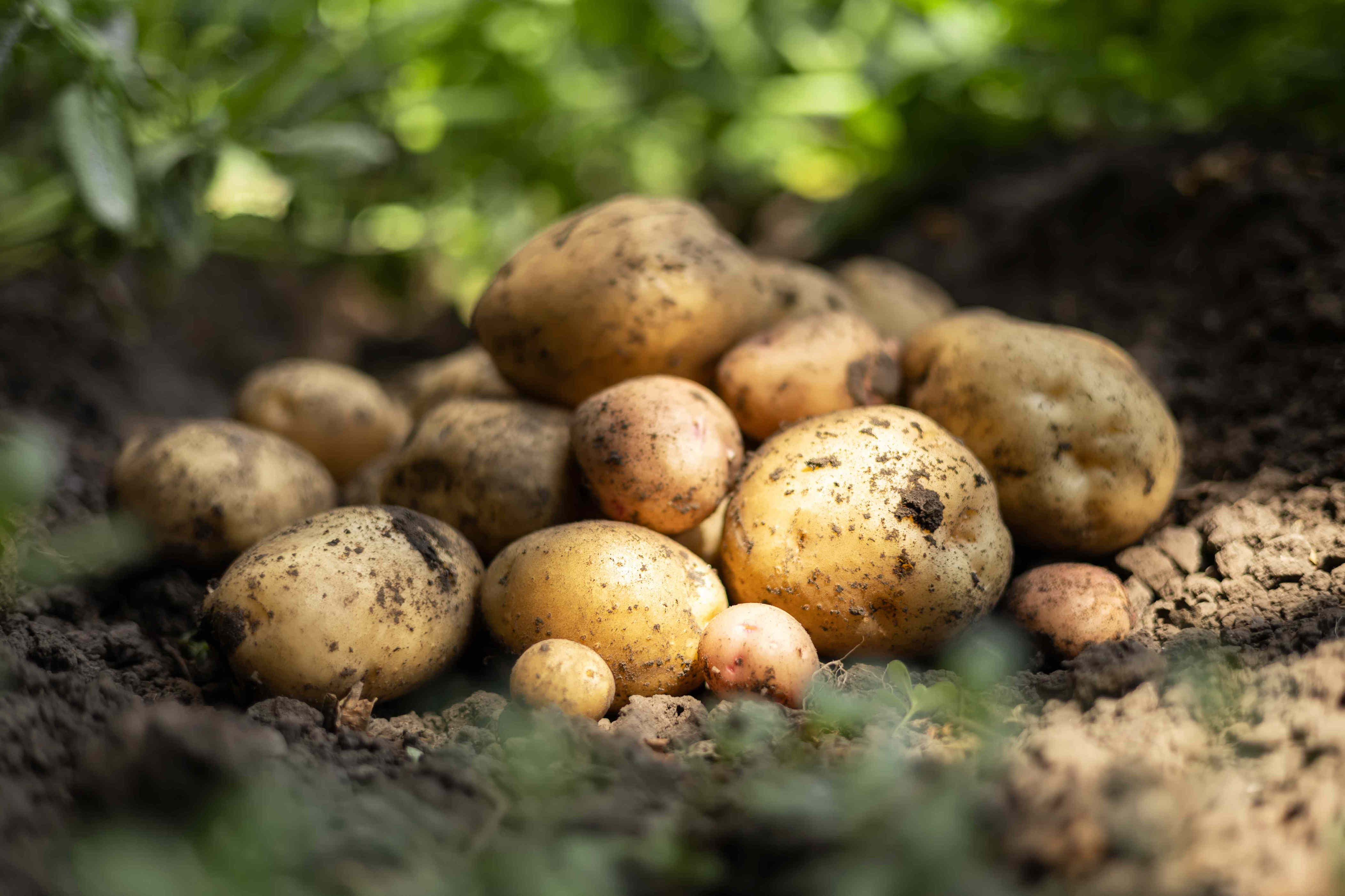 How long does it take to grow potatoes? (And how to speed up the process)