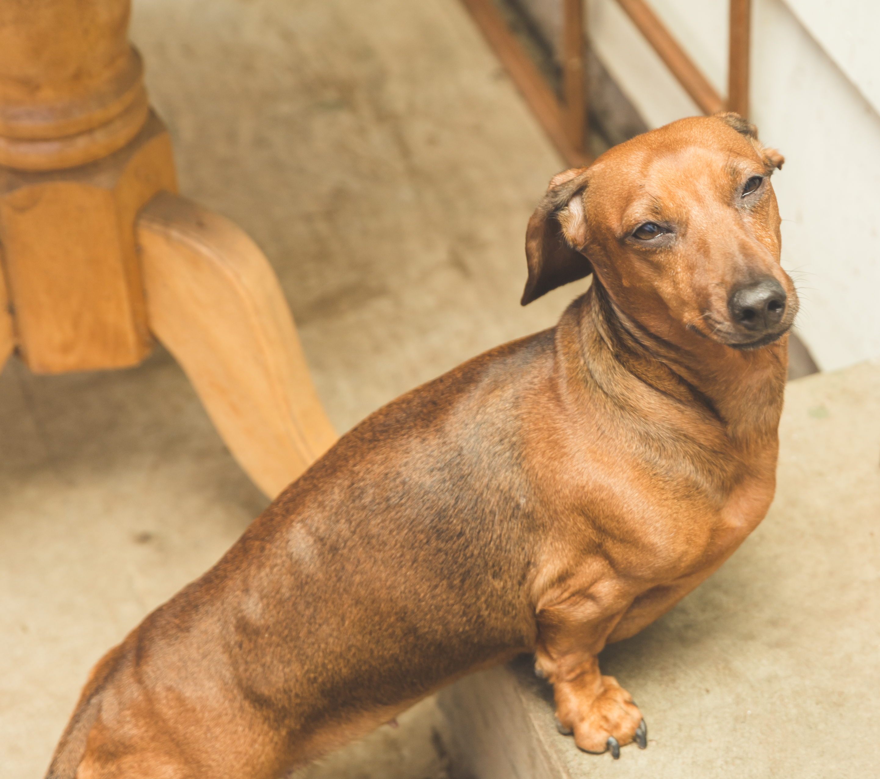 Watch as dachshund learns to tip toe after being banned from upstairs