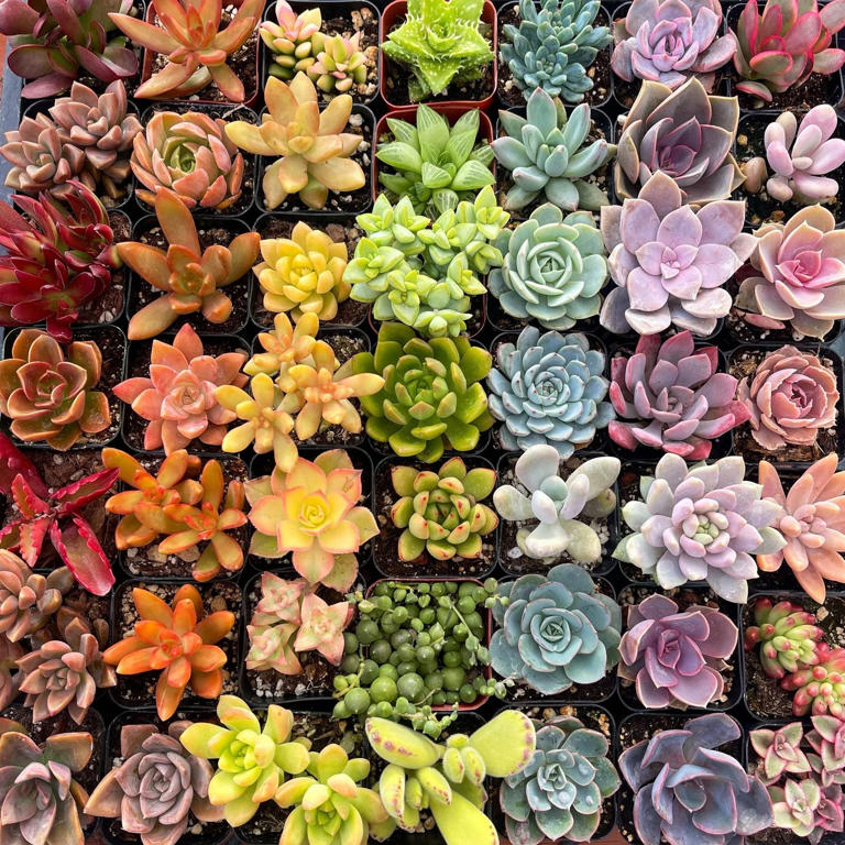 How to plant succulents—plus 7 care tips so they thrive