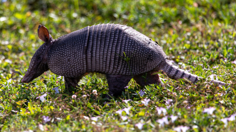 What to do if you find an armadillo in your yard