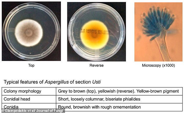 The fungus that could contaminate Mars: Experts find spore that can ...
