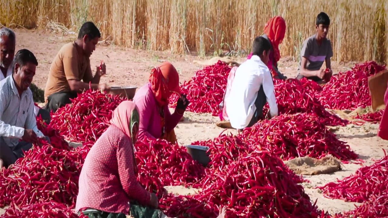 Mathania's red gold: How youth are spicing up tradition with tech