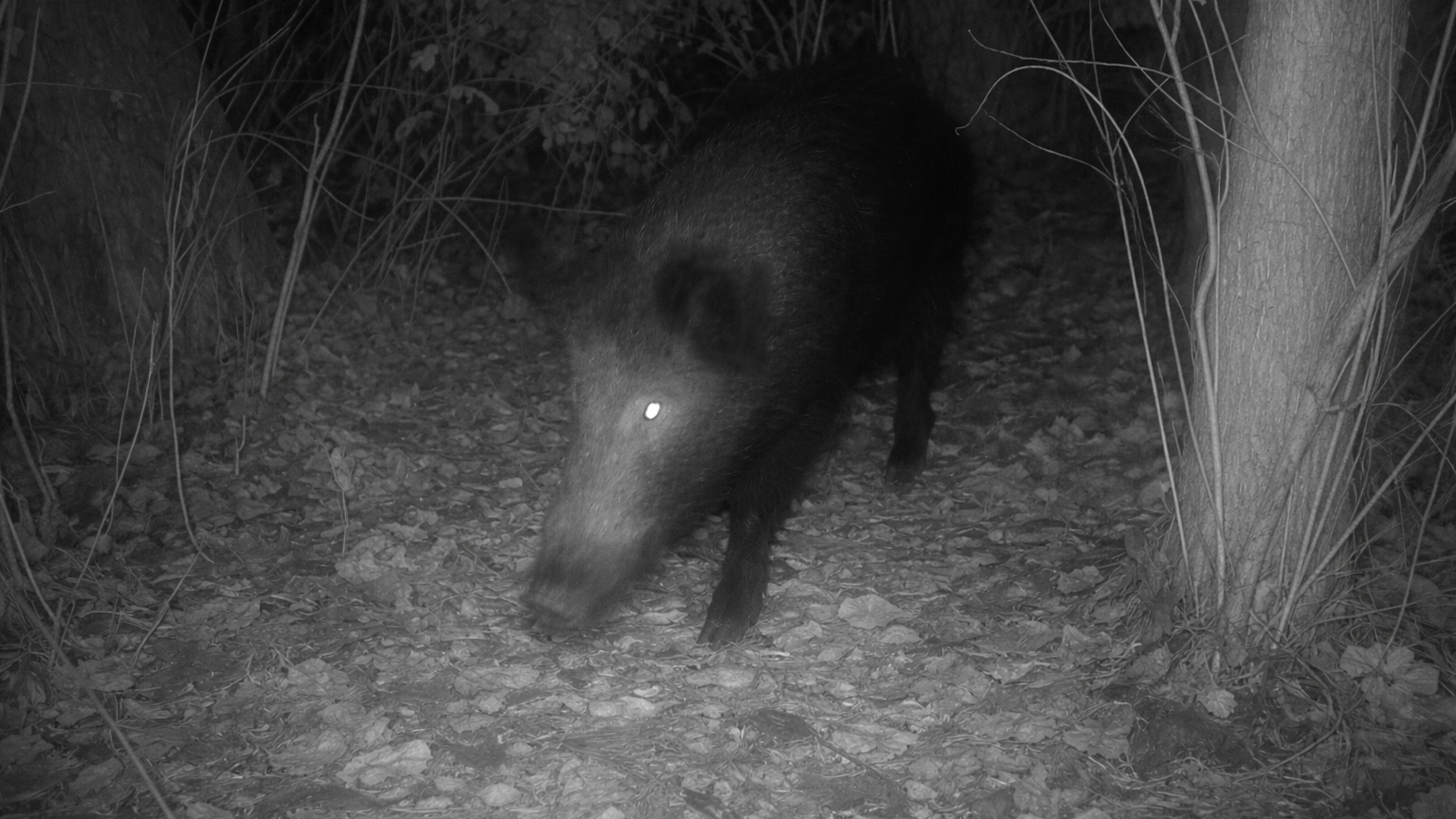 Best way to catch secret wildlife footage