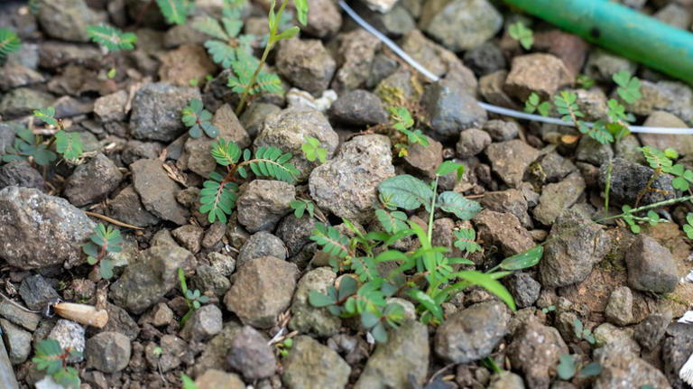 Neither vinegar nor herbicides: The simple way to prevent weeds in gravel