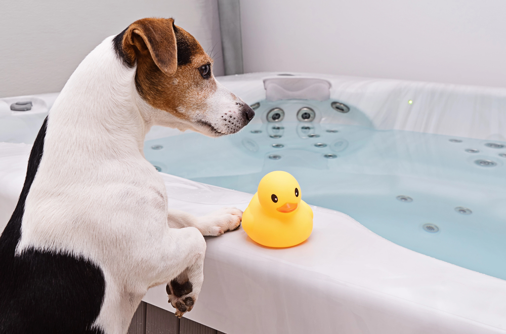 15 DIY pet bathing stations that simplify the process