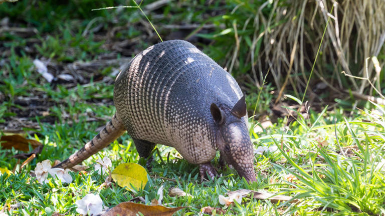 What to do if you find an armadillo in your yard