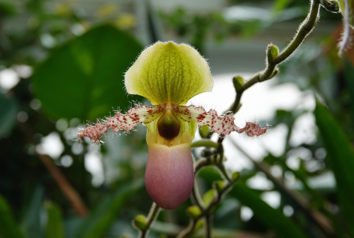 10 insights seasoned orchid growers rely on