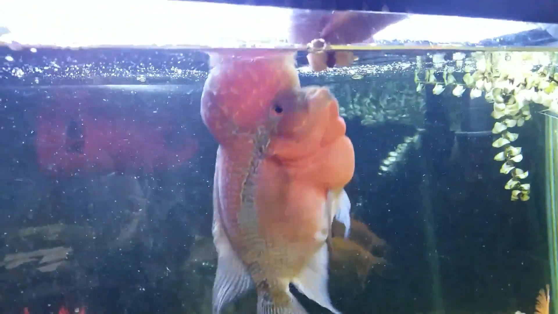 They thought it would be fine until this moment