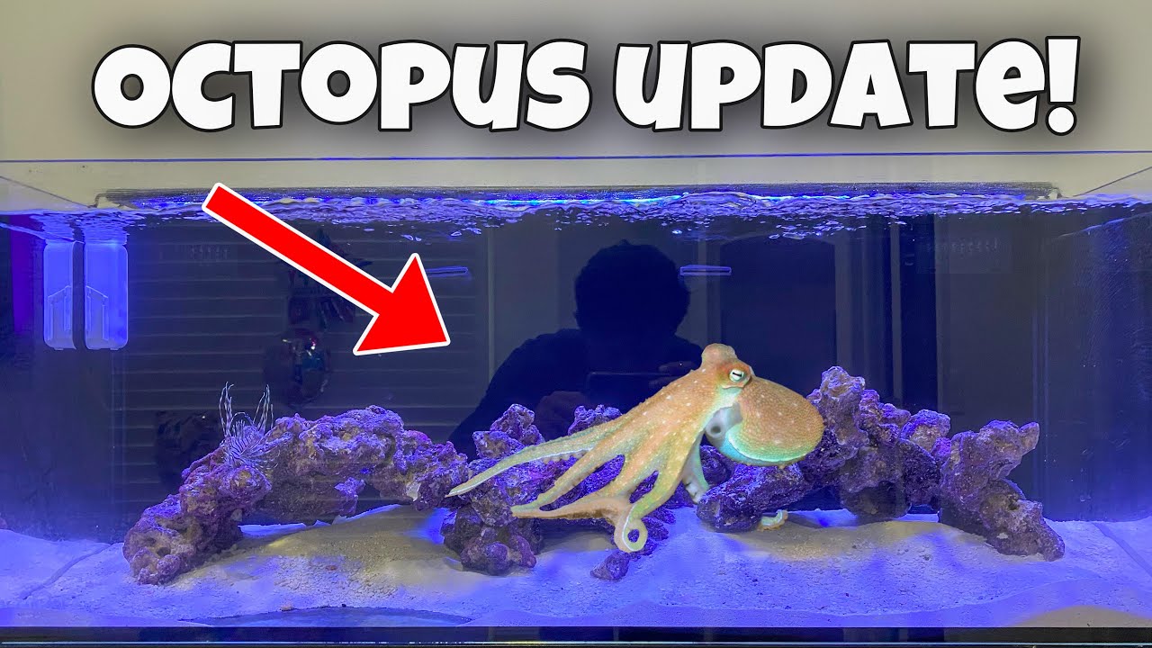 I feed my octopus and seahorses 🐙 ️