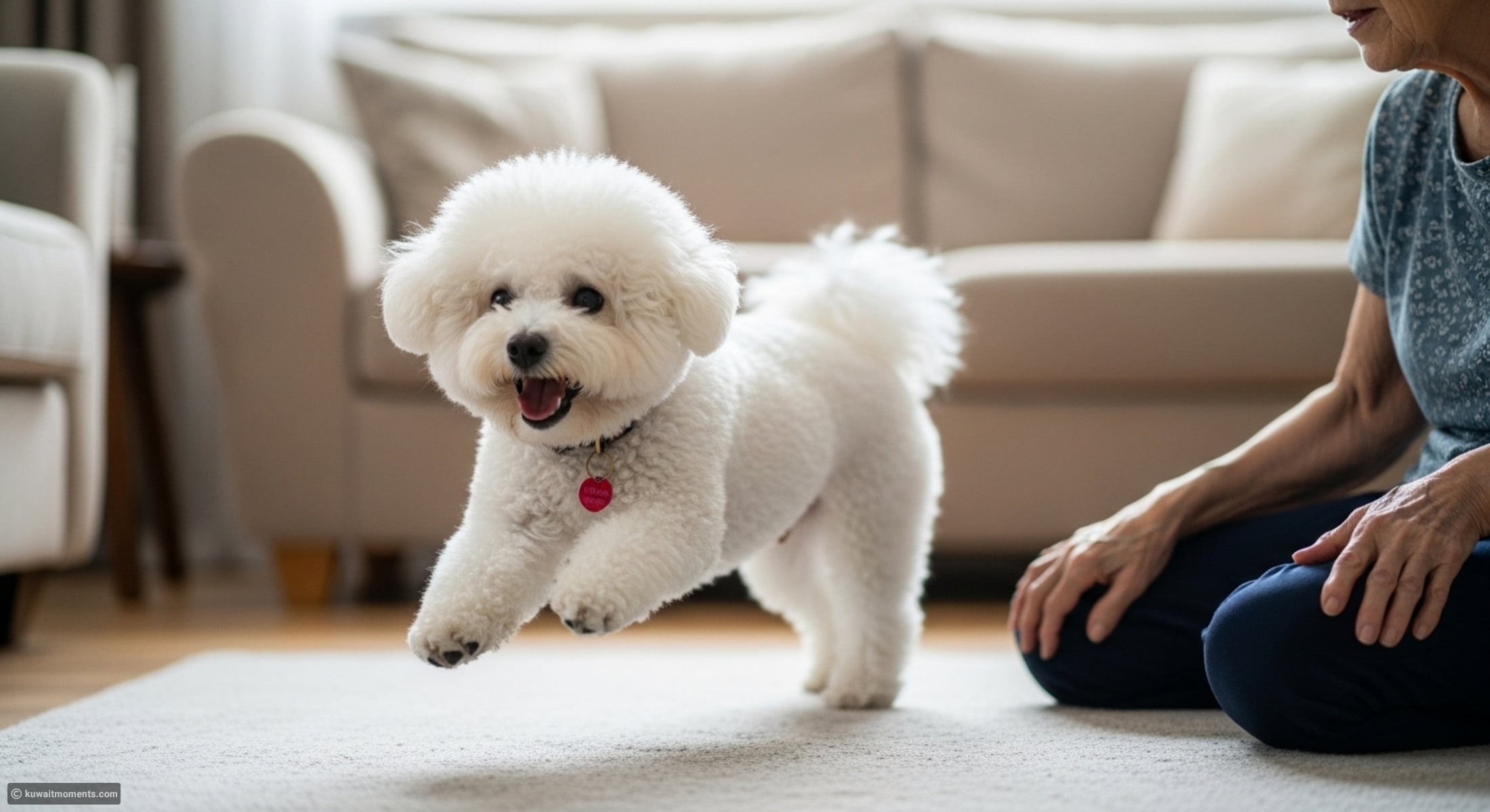 12 dog breeds that older owners say they'd choose again without ...