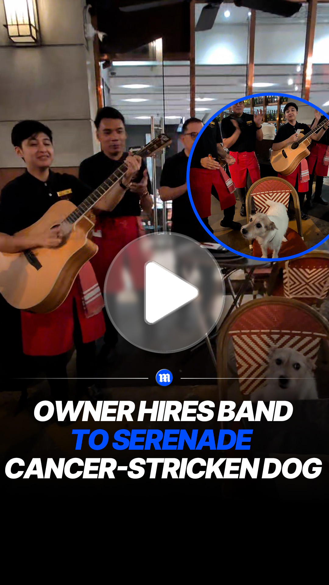 Restaurant staff serenade dog with cancer on its birthday