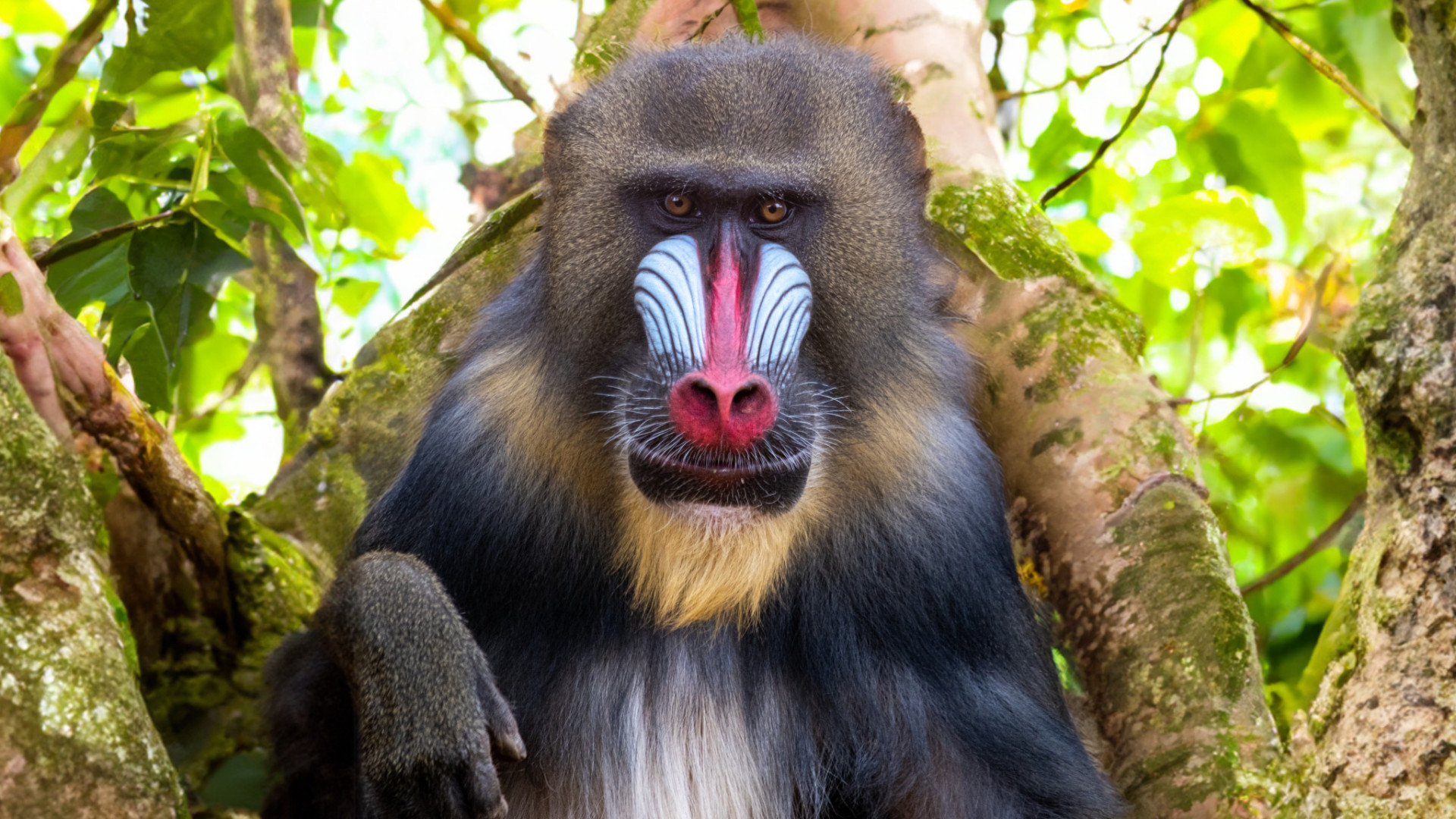 What's the difference between Old World monkeys and New World monkeys?