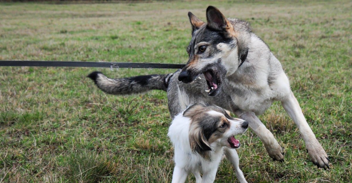 How to stop dogs in the same home from fighting