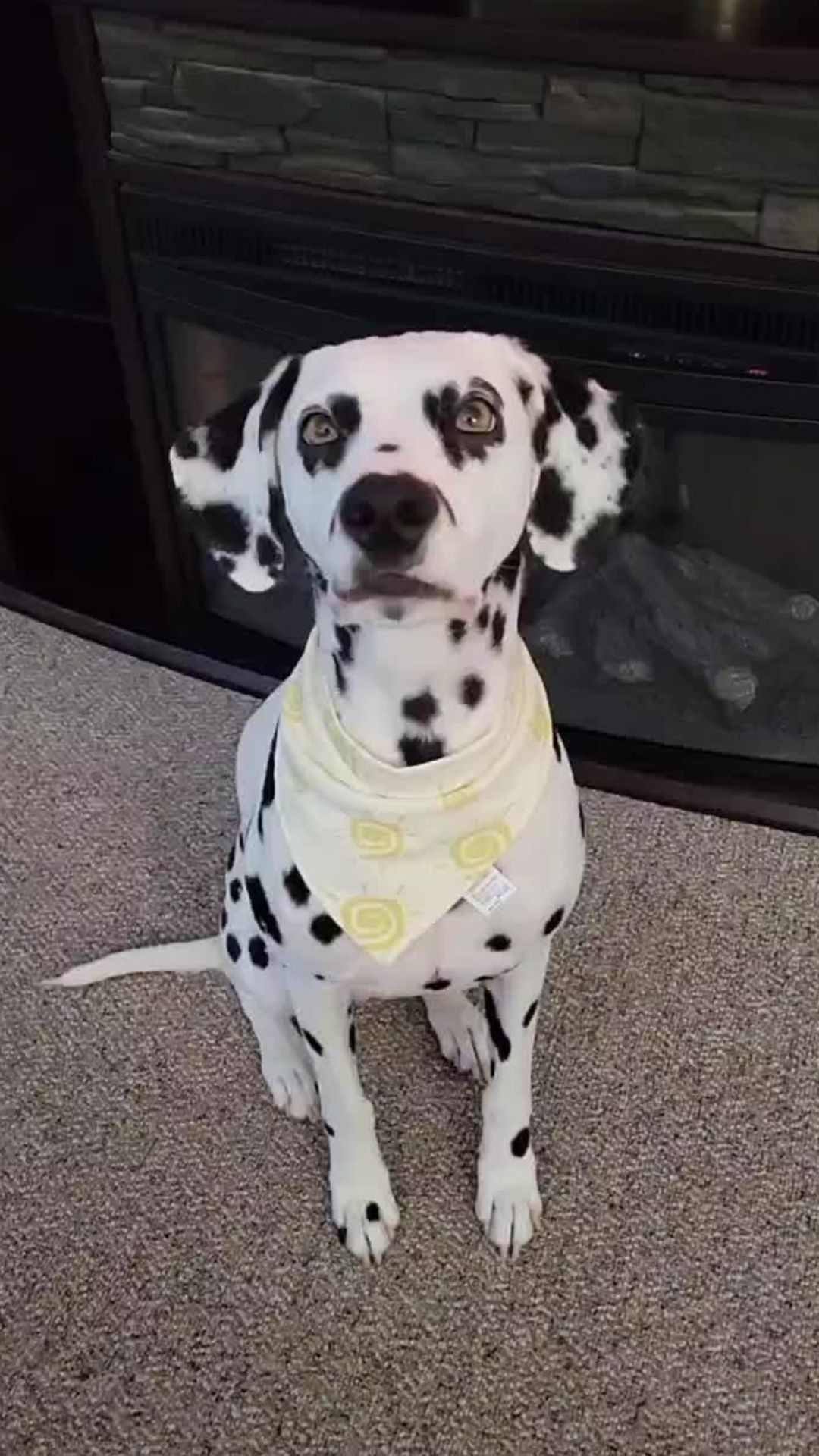 Why cute dogs instantly boost your mood: Heartwarming insights