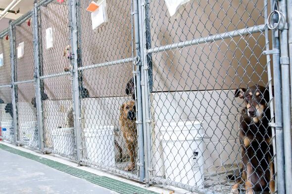 Rescue shelter scans stray dog's microchip and learns heartbreaking truth