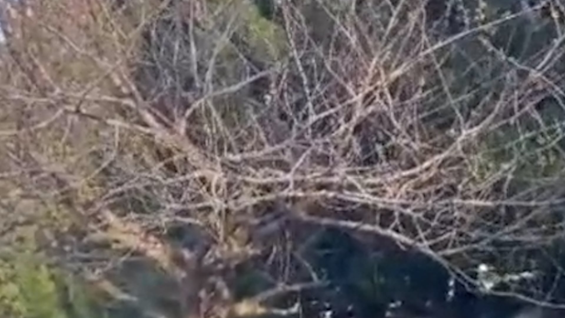Video shows trees shaking from magnitude 7.7 earthquake