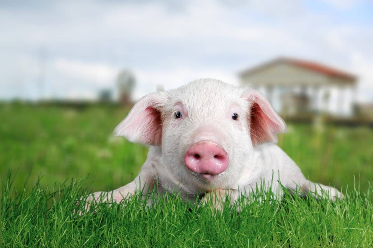 Watch Porkchop the piglet's hilarious tantrum over Cheerios