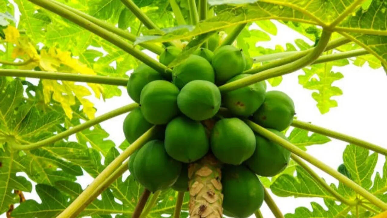 From seed to harvest: A complete guide to growing papaya at home