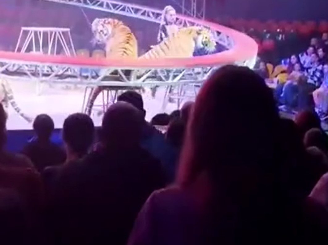 Shock at Russian circus: Tiger breaks into audience area