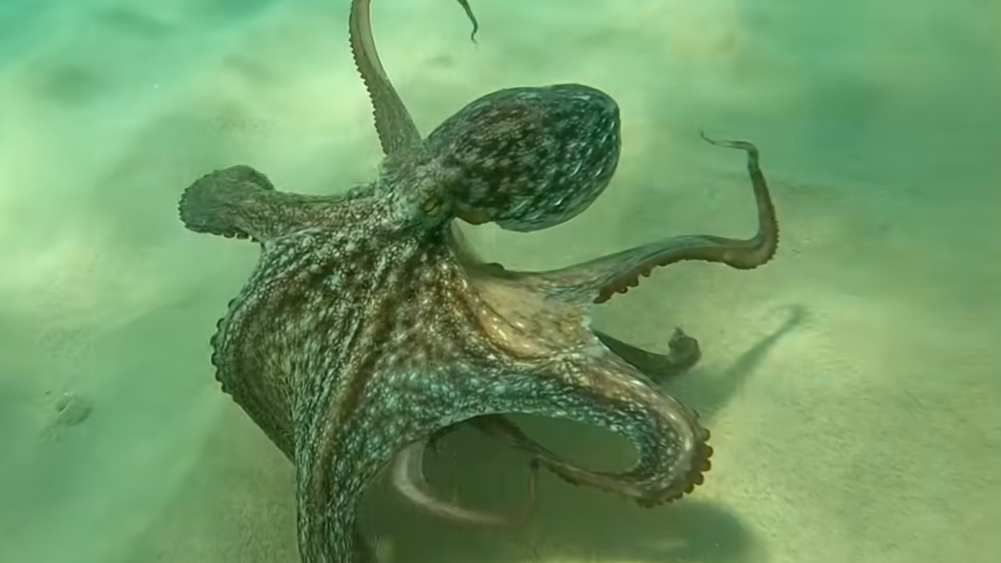 Watch an animal with 3 hearts and 9 brains hunt – it breaks reality