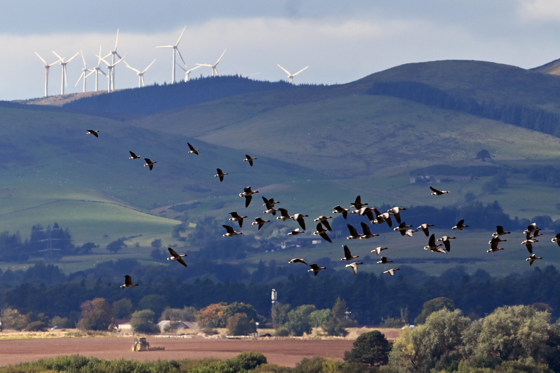 Wind energy and birds: Two studies put the risk into perspective