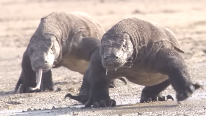 Watch this Komodo dragon kill prey 3x its size... it doesn’t let go