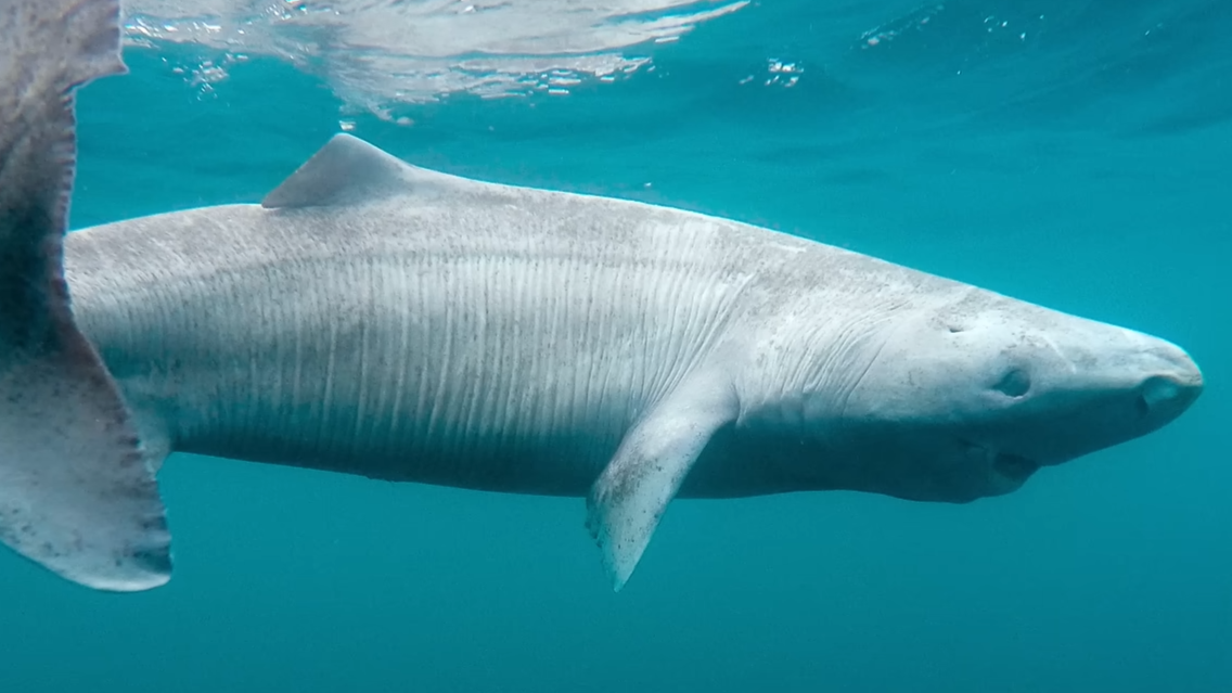Watch a 400-year-old shark still hunting... it feels unreal
