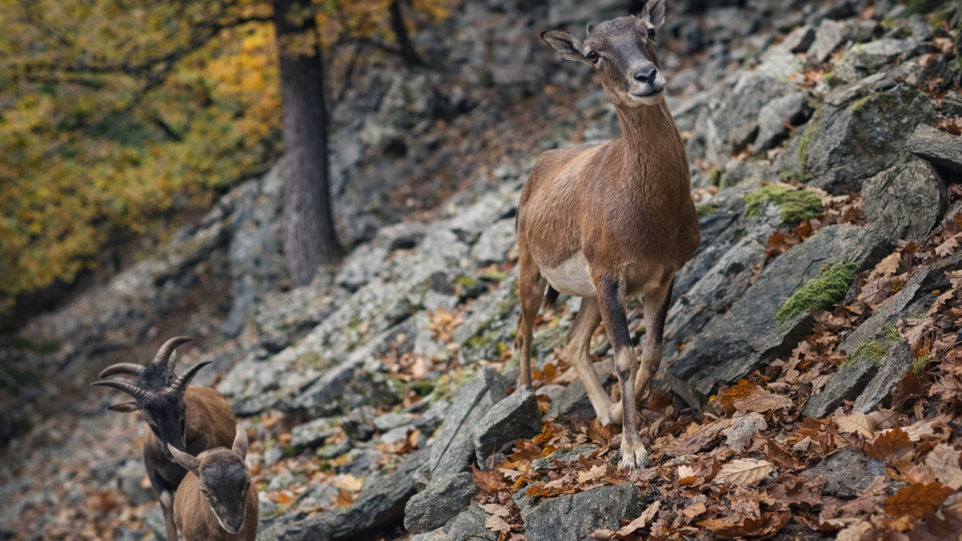 Hidden Camera Reveals a Group Deer Moving Carefully Through Rocky Terrain