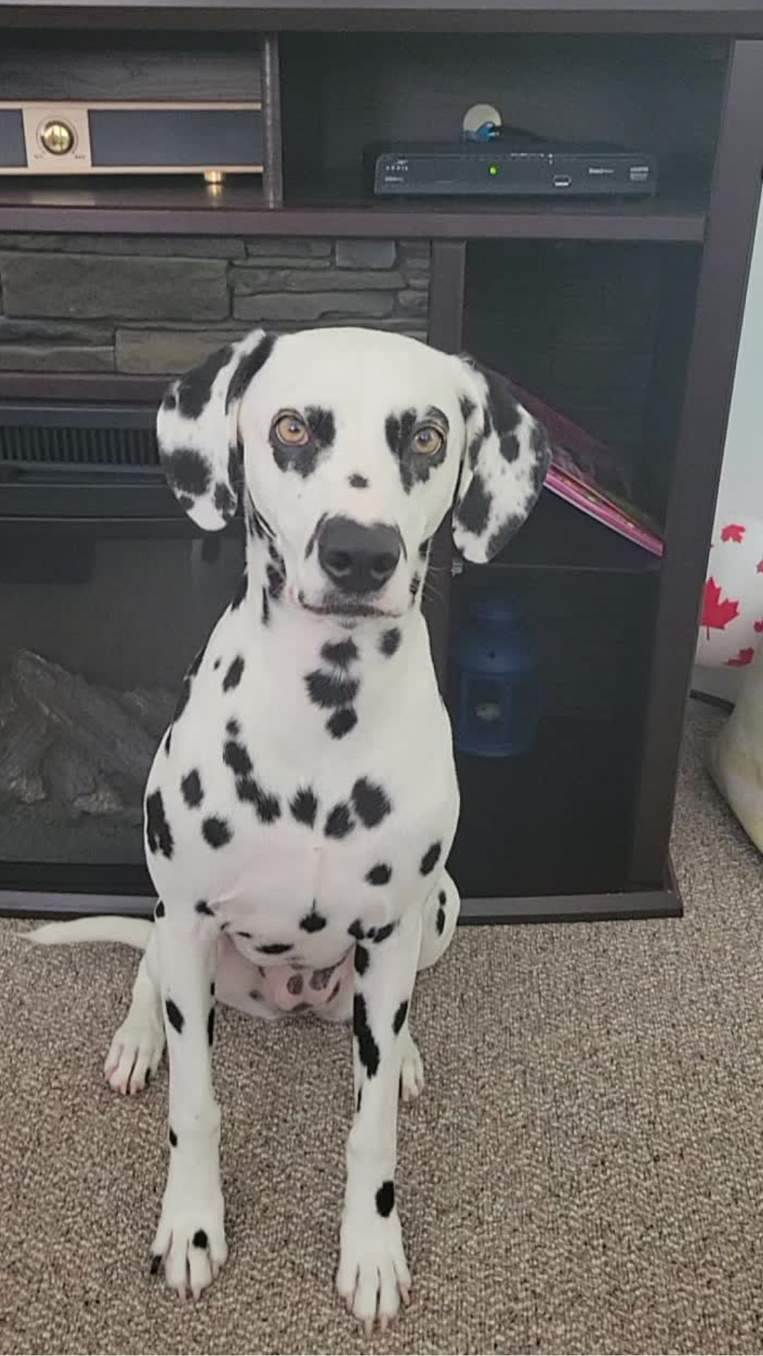 Cute dog and croissant moment: what makes it so charming