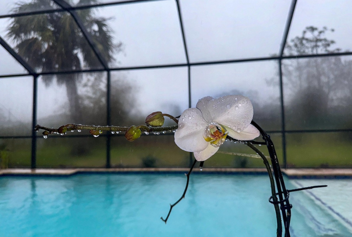 10 insights seasoned orchid growers rely on