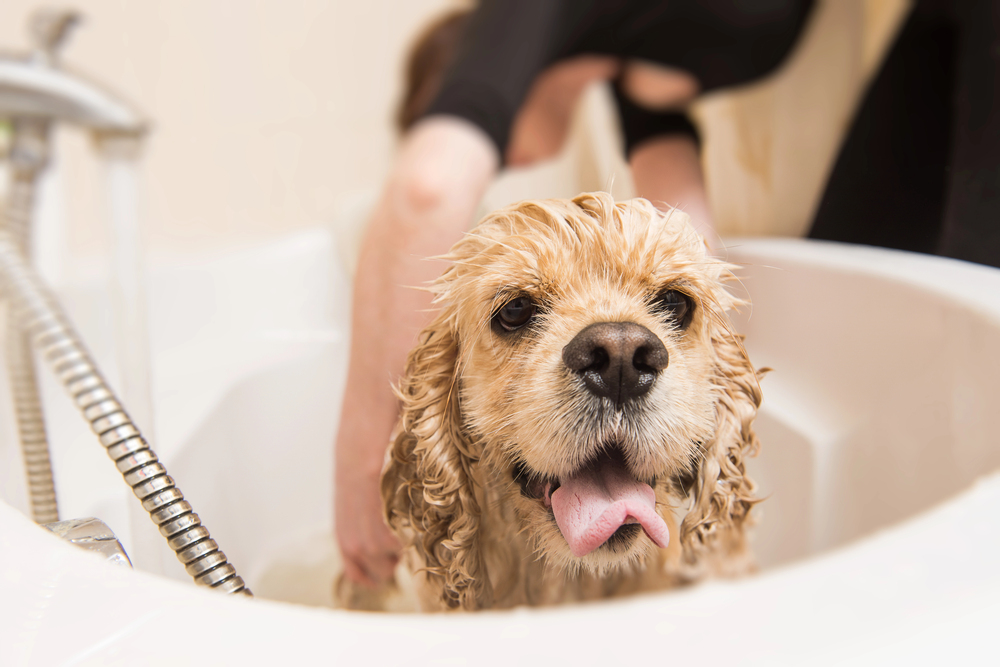 15 DIY pet bathing stations that simplify the process