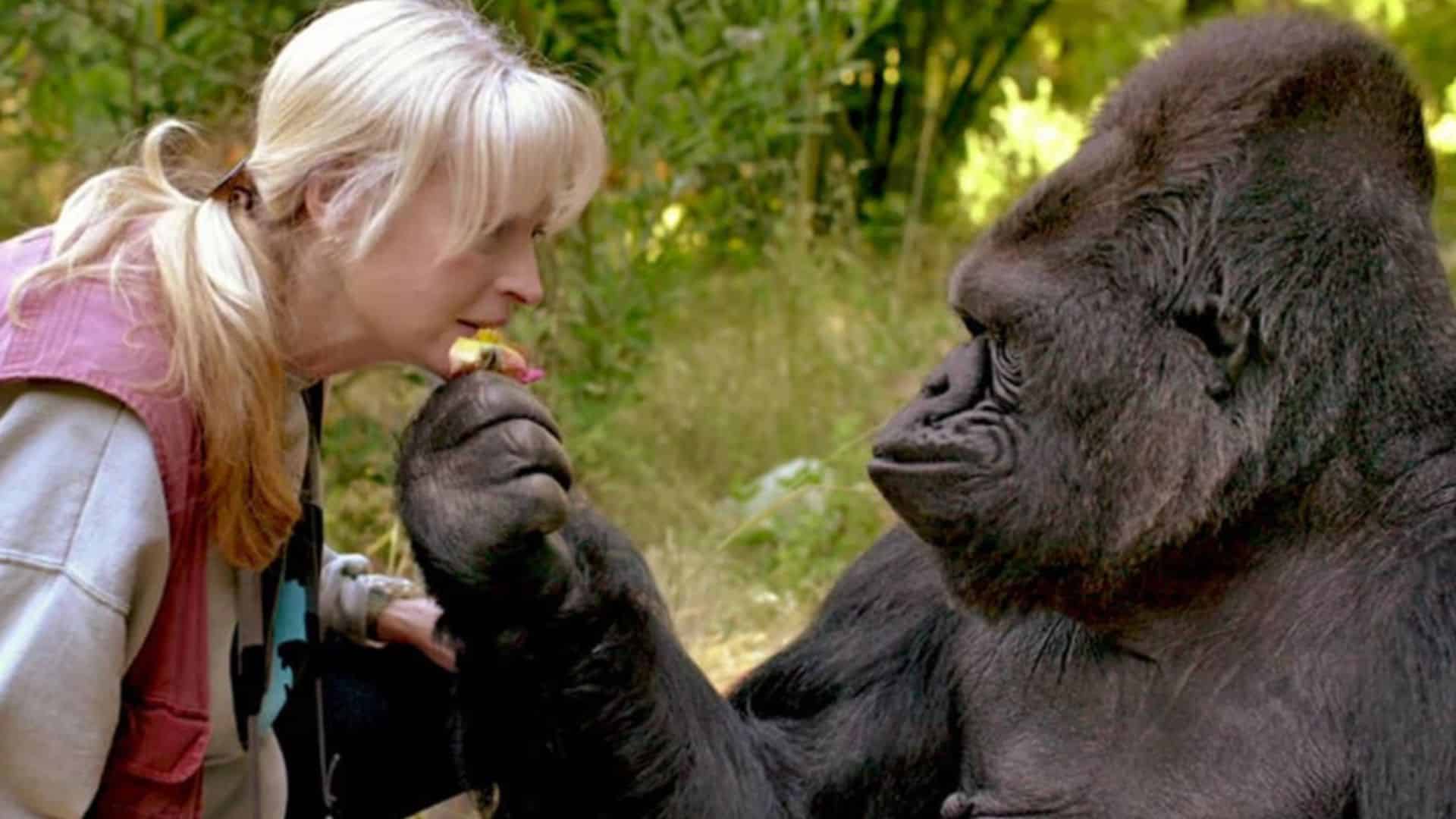 The animal stories we still share years later