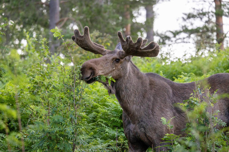 Elchwanderung in Schweden: Livestream gestartet – hier kann man live ...