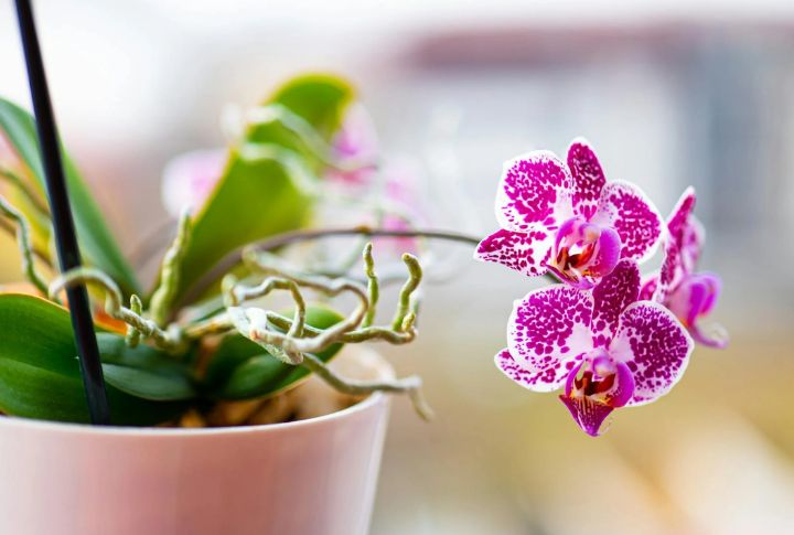 10 insights seasoned orchid growers rely on