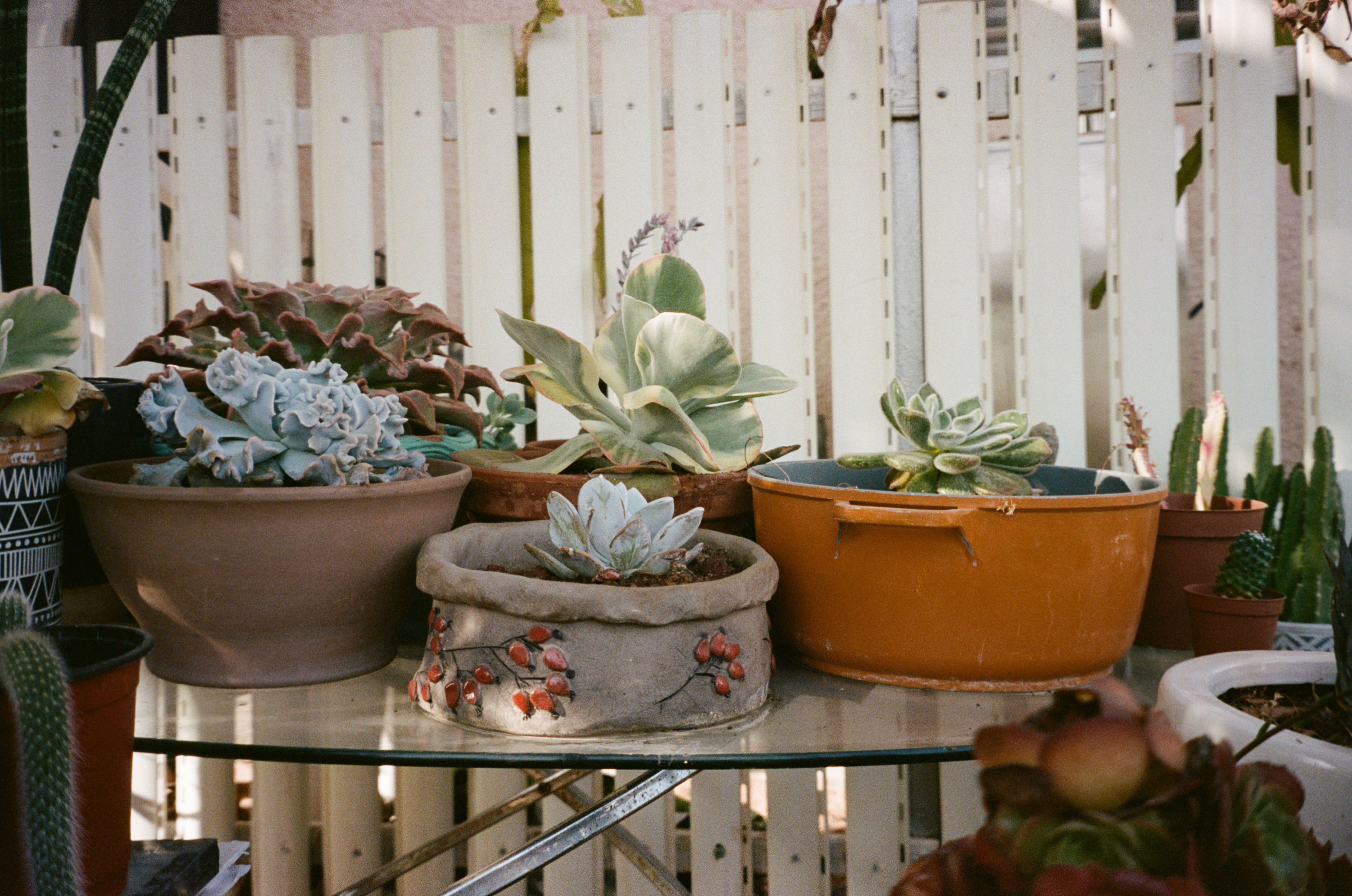 How to plant succulents—plus 7 care tips so they thrive